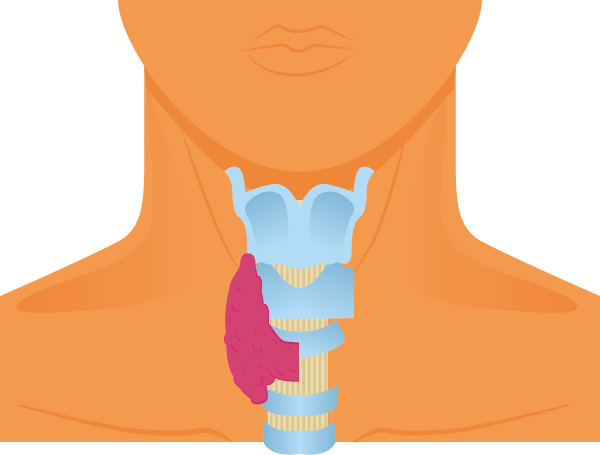 Thyroidectomy (Thyroid Surgery) - Total and Lobectomy | Saint John’s ...