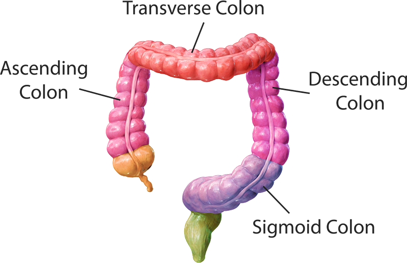 Parts Of Colon